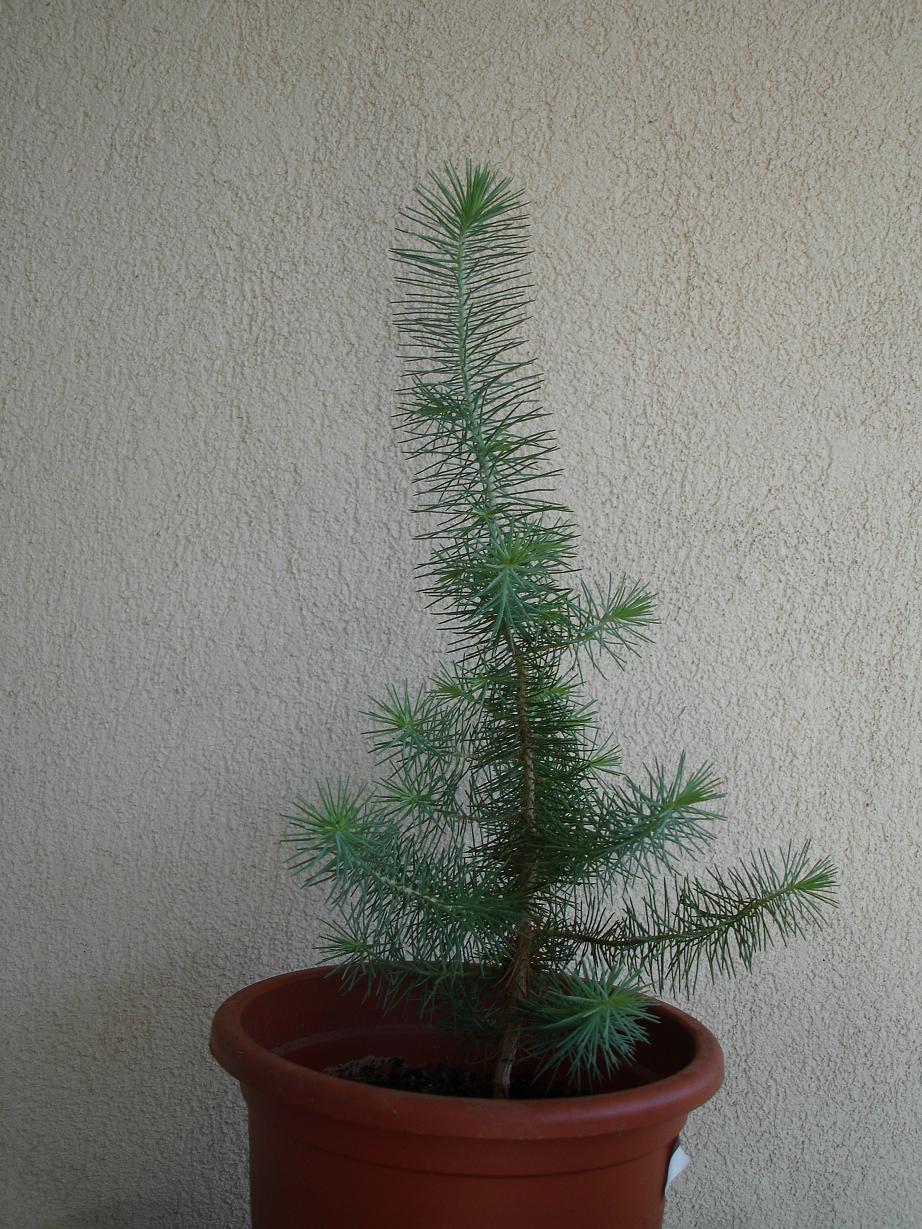 Pinus pinea + Pommier - Mes premiers bonsai - Présentation et premiers ...