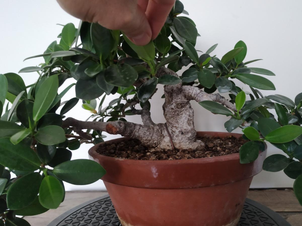 Ficus Panda - Les chuhin et autres grands bonsaï - ParlonsBonsai