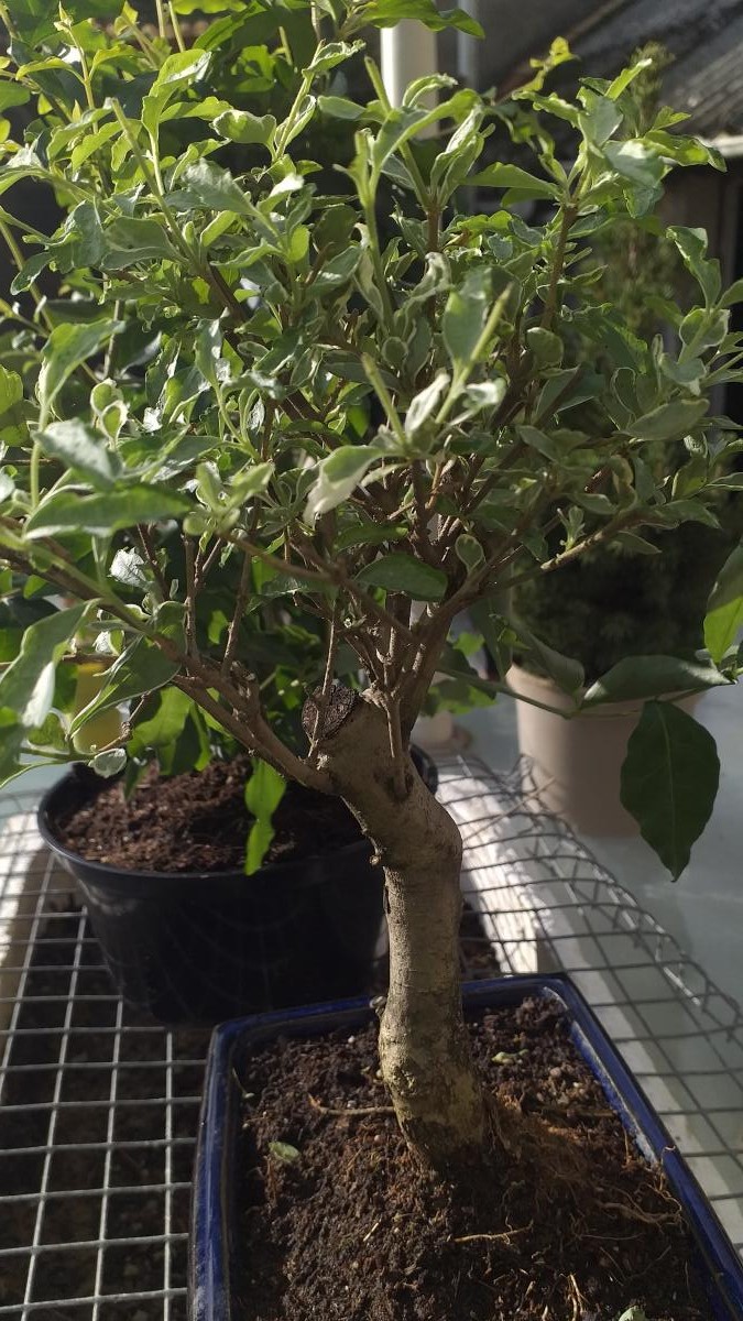Identification bonsaï - Identifier mon arbre - ParlonsBonsai