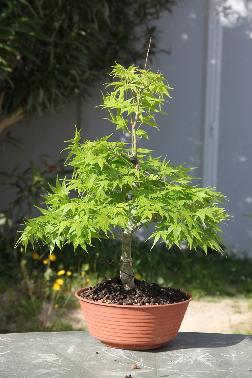 Acer palmatum 'Ukon' - Les chuhin et autres grands bonsaï - ParlonsBonsai