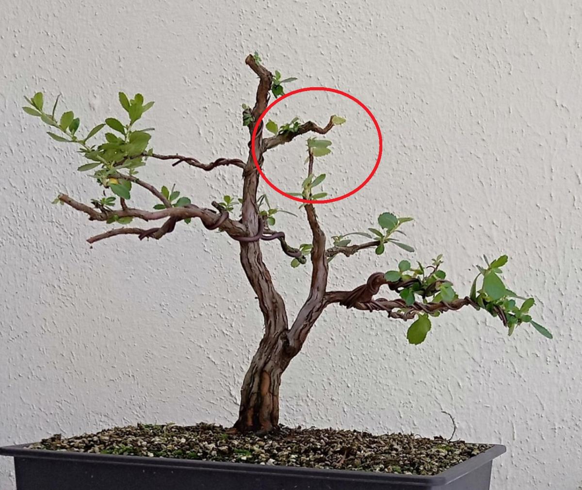 Escallonia #1 - Les chuhin et autres grands bonsaï - ParlonsBonsai