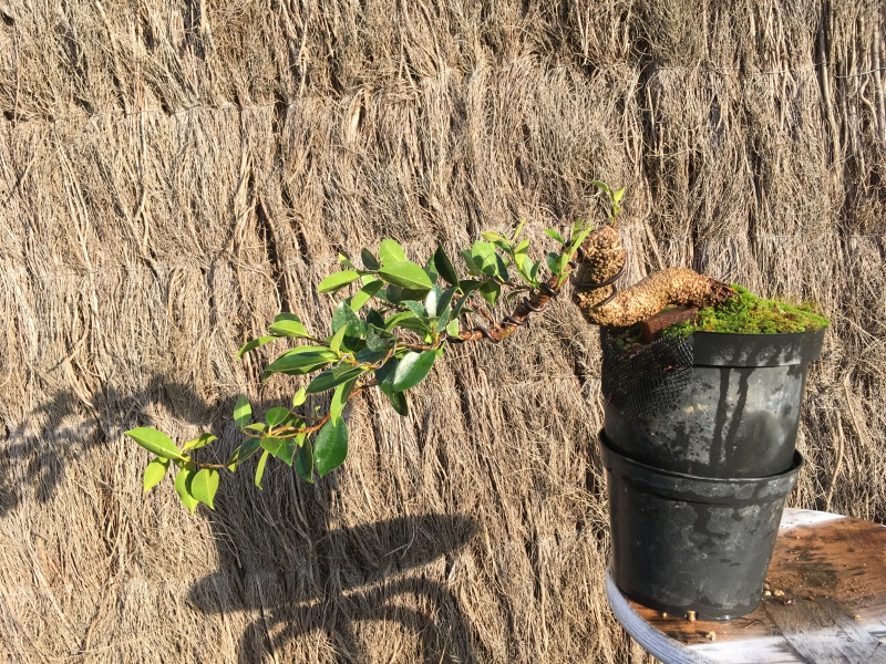 Ficus sur roche - Les chuhin et autres grands bonsaï - ParlonsBonsai
