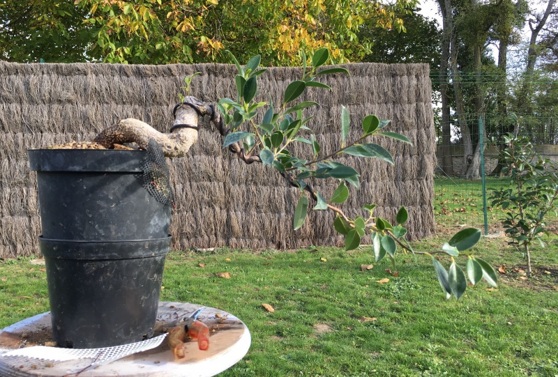 Ficus sur roche - Les chuhin et autres grands bonsaï - ParlonsBonsai