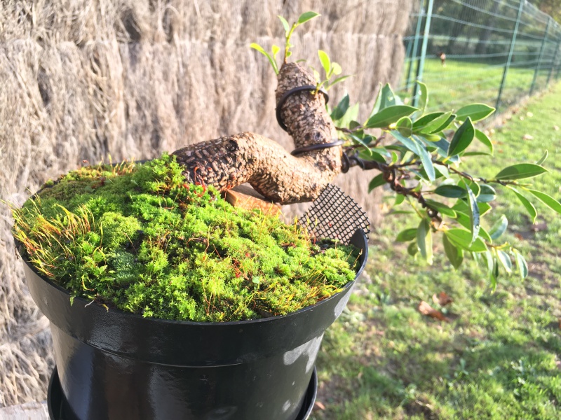 Ficus sur roche - Les chuhin et autres grands bonsaï - ParlonsBonsai