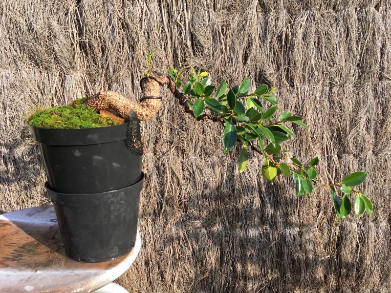 Ficus sur roche - Les chuhin et autres grands bonsaï - ParlonsBonsai