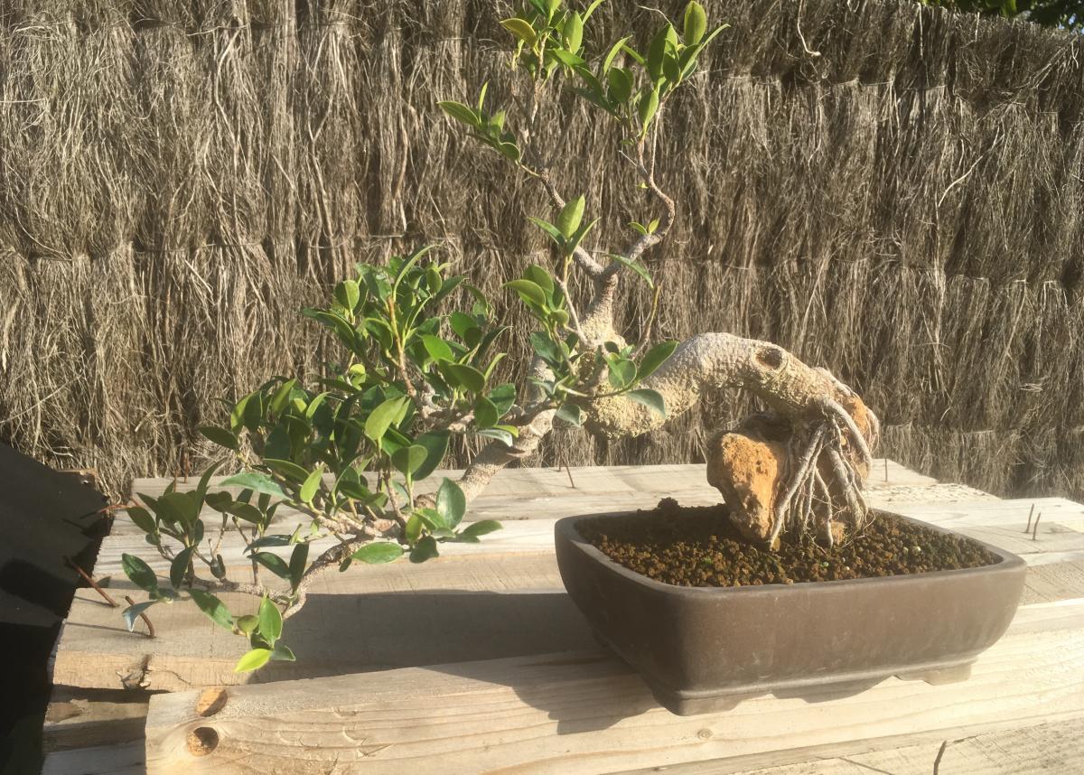 Ficus sur roche - Les chuhin et autres grands bonsaï - ParlonsBonsai