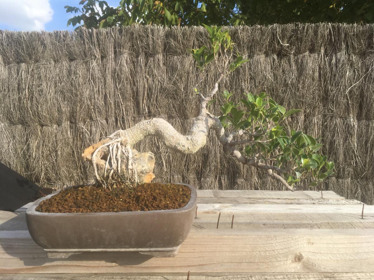 Ficus sur roche - Les chuhin et autres grands bonsaï - ParlonsBonsai
