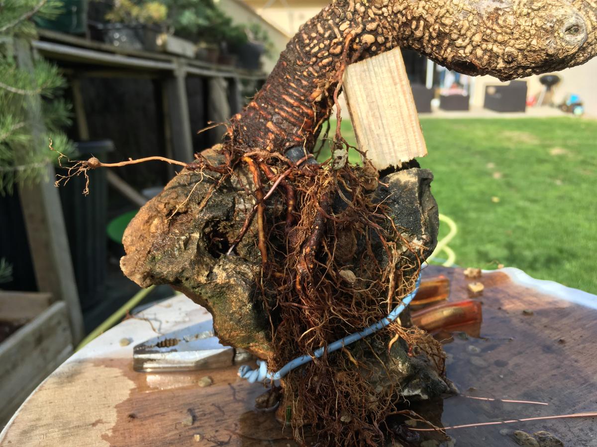 Ficus sur roche - Les chuhin et autres grands bonsaï - ParlonsBonsai