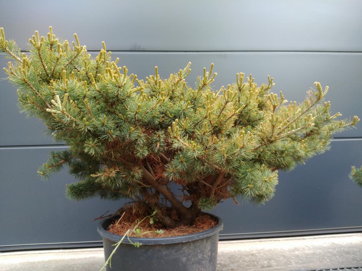 Pinus Parviflora 'Kiomatsu' de pépinière - Mes premiers bonsai ...