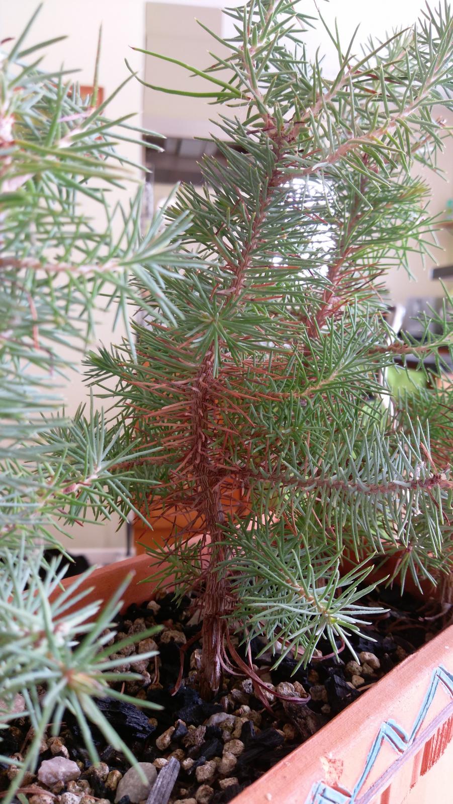 Pinus pinea : jeune forêt - Mes premiers bonsai - Présentation et ...