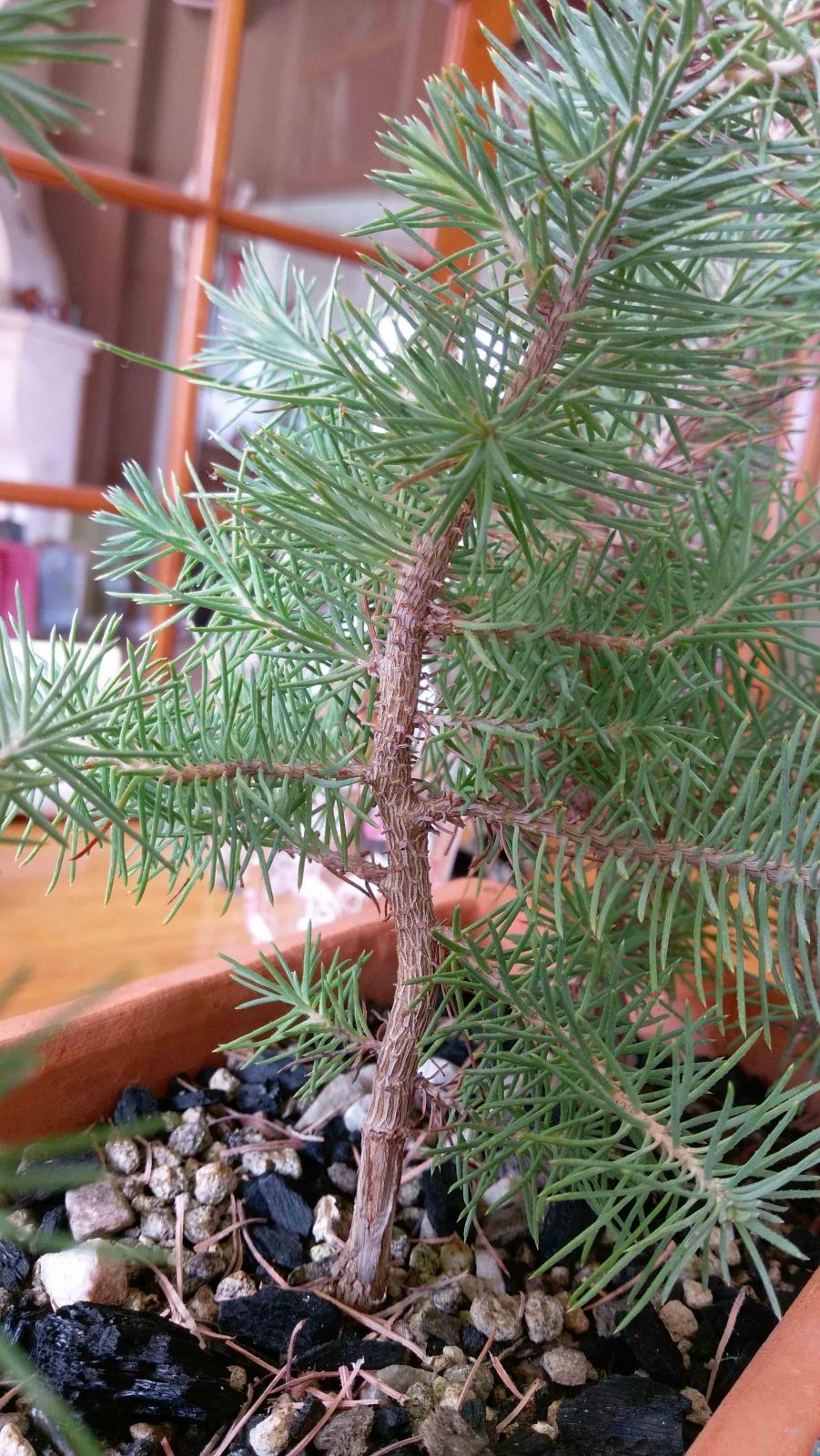 Pinus pinea : jeune forêt - Mes premiers bonsai - Présentation et ...