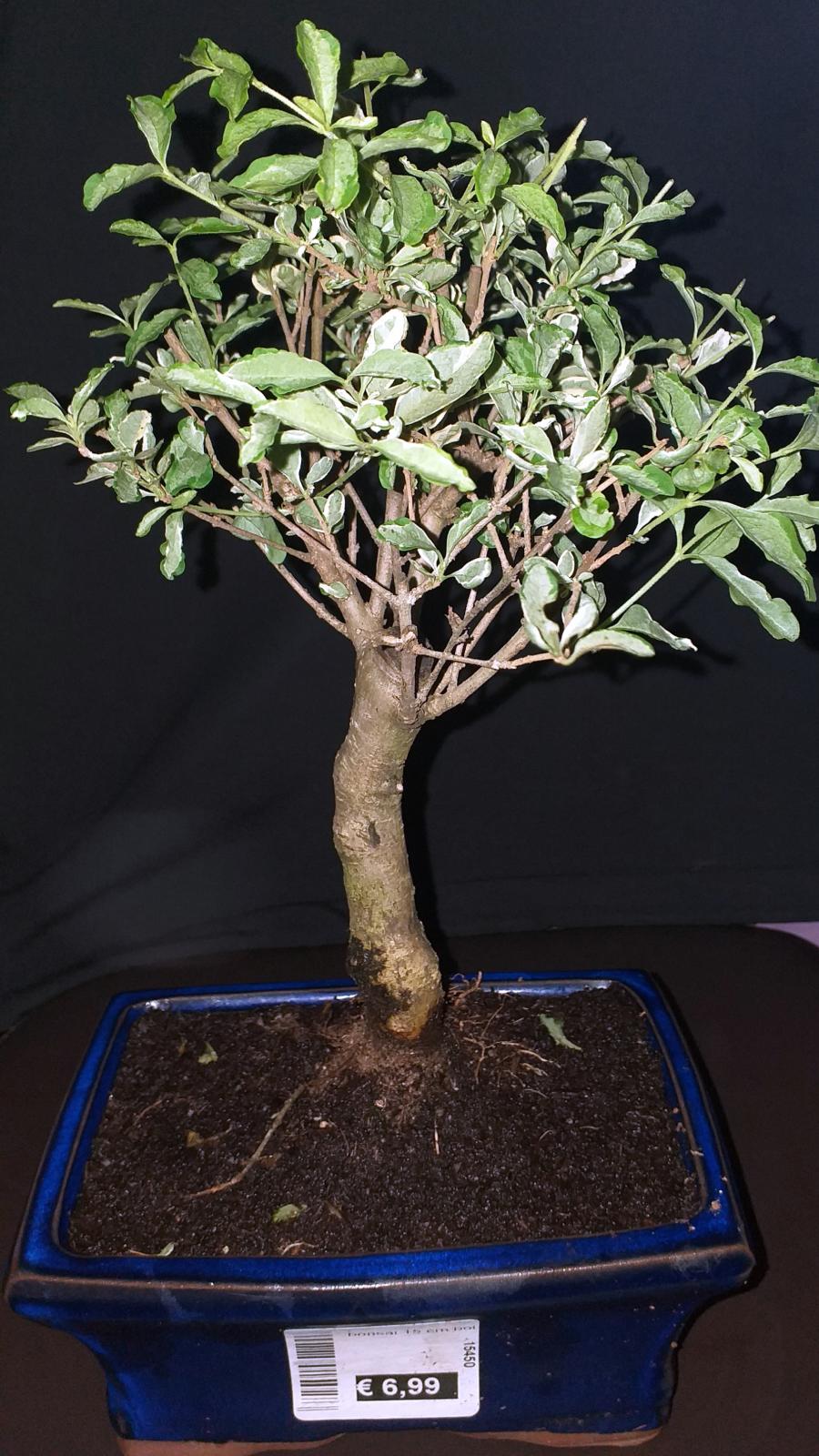 Identification bonsaï - Identifier mon arbre - ParlonsBonsai