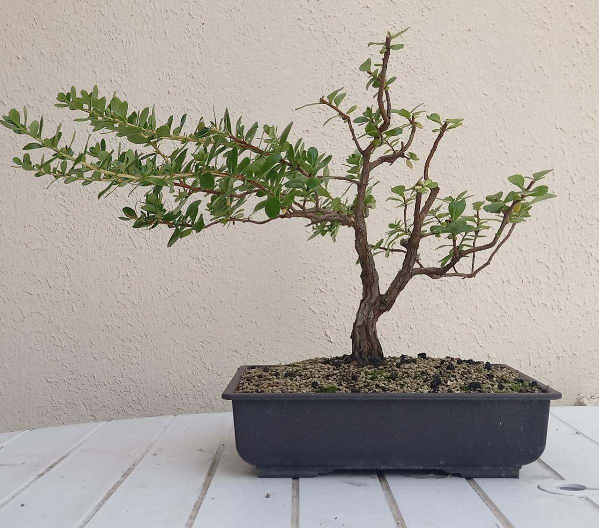 Escallonia #1 - Les chuhin et autres grands bonsaï - ParlonsBonsai