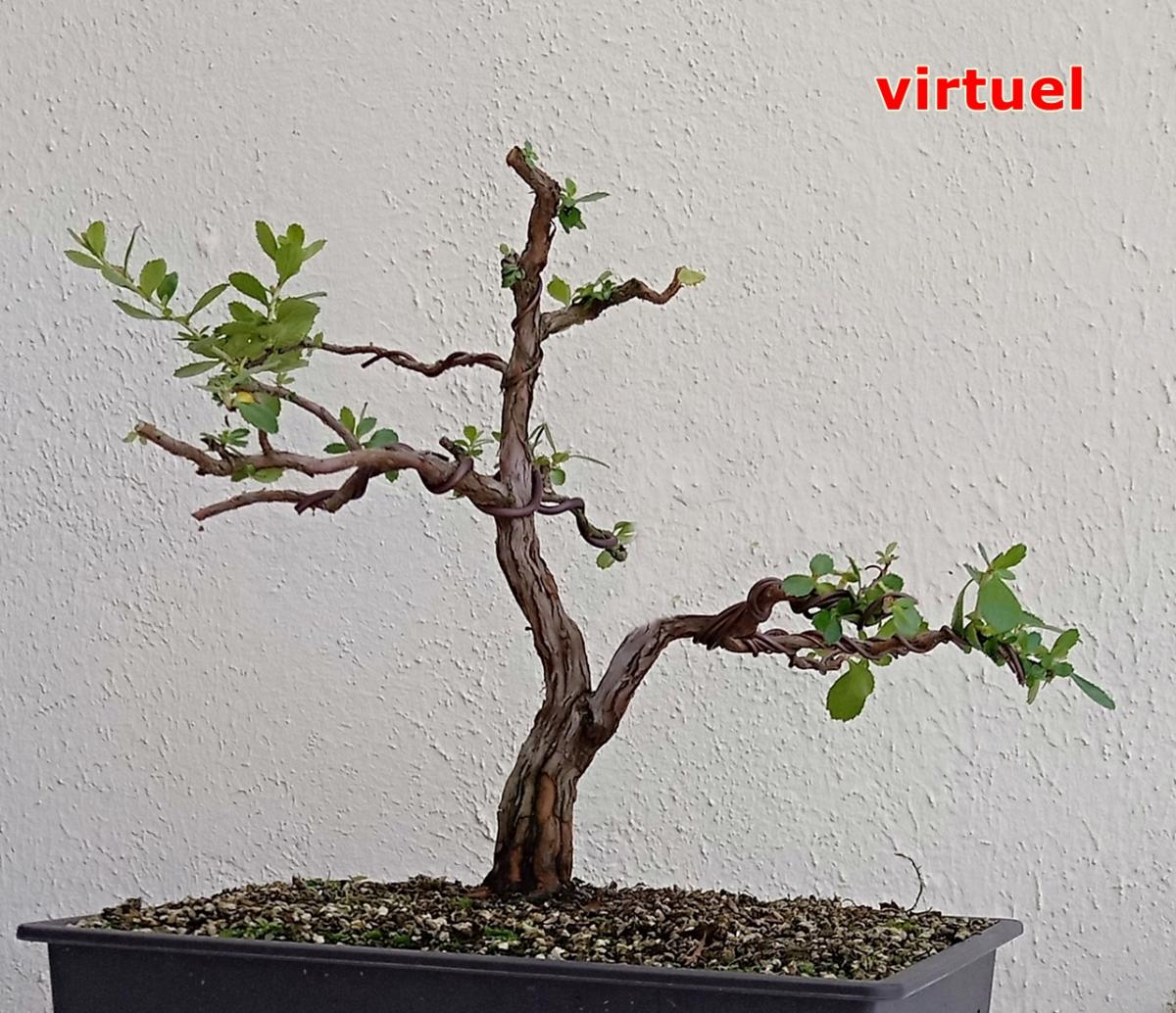 Escallonia #1 - Les chuhin et autres grands bonsaï - ParlonsBonsai