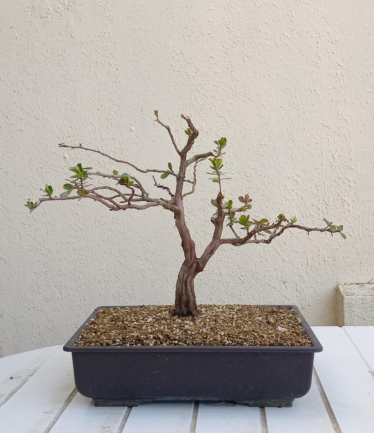 Escallonia #1 - Les chuhin et autres grands bonsaï - ParlonsBonsai