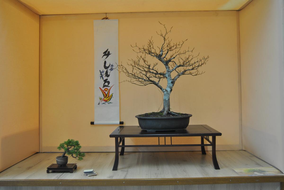 bonsais en tokonoma - Le tokonoma - ParlonsBonsai